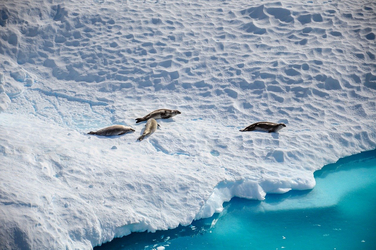How foreign organisms are invading Antarctica