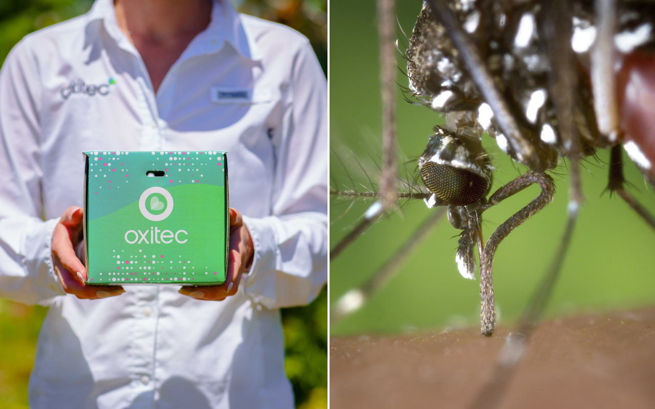 Backlash against genetically engineered mosquito plan