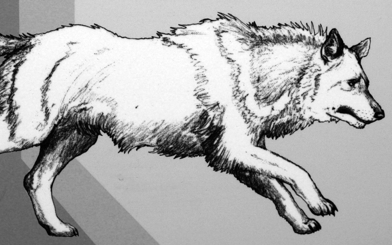 If it looks like a dire wolf, is it a dire wolf?