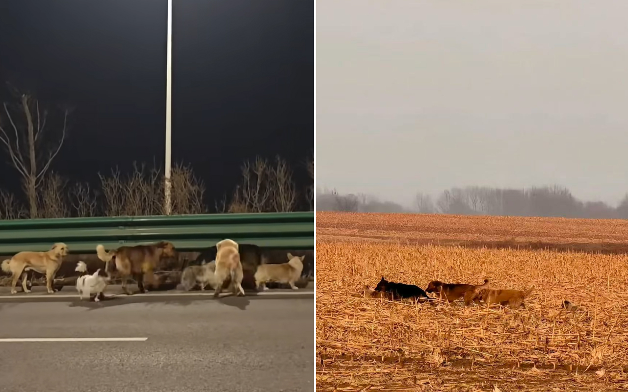 Dogs stolen for meat in China escape and trek 18km home